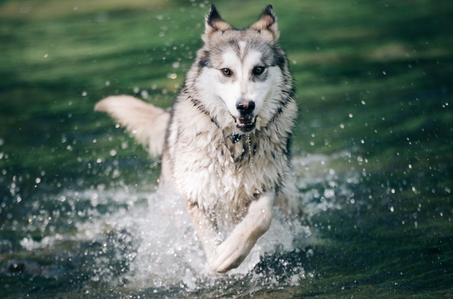 Comment choisir la meilleure alimentation pour votre chien ? -Cunipique